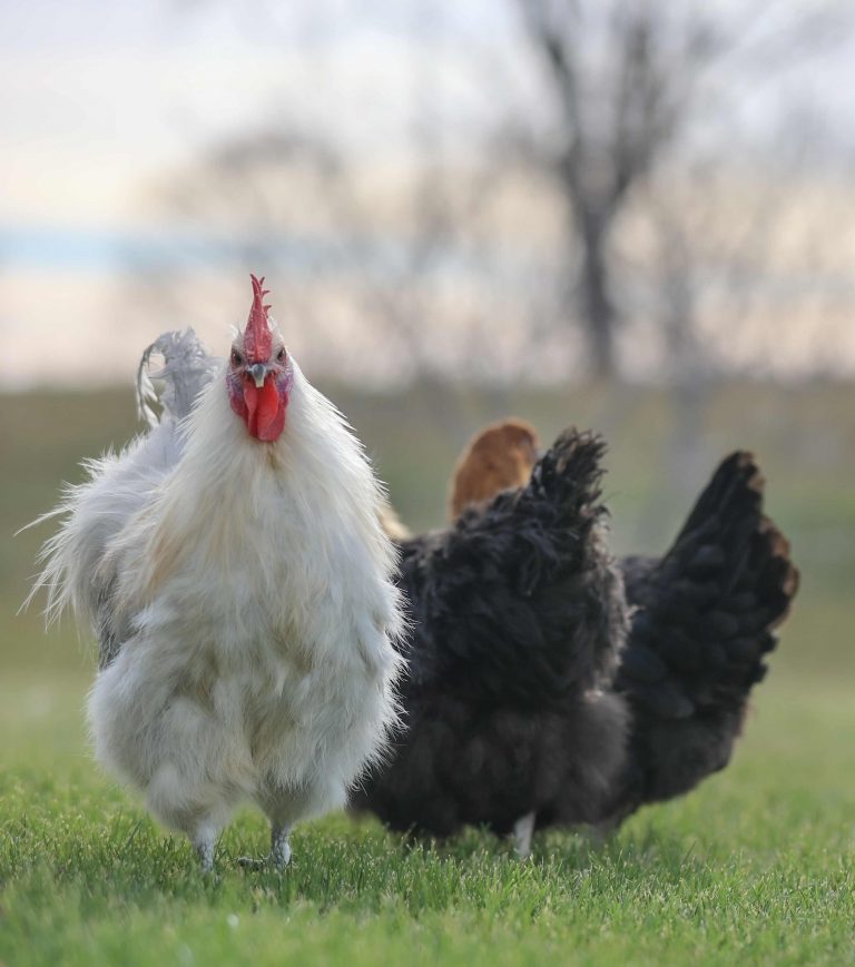Swedish Hedemora Chickens - Backyard Poultry